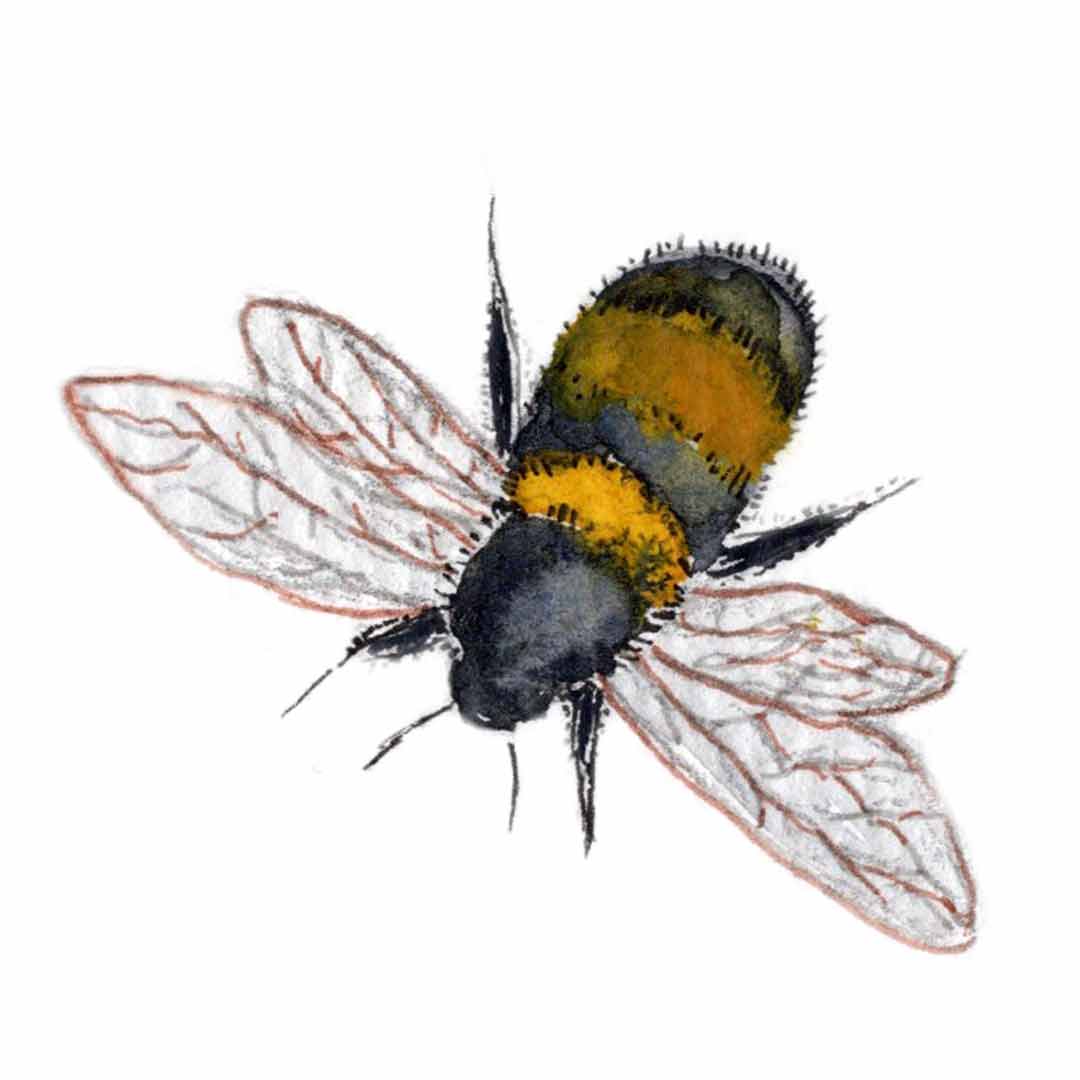 Bees collection | Hare and Pheasant Designs | Beautiful home and giftware